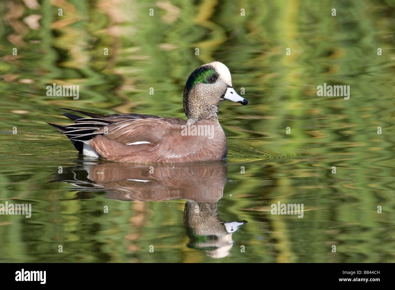 Male american wigeon wing hi-res stock photography and images - Alamy