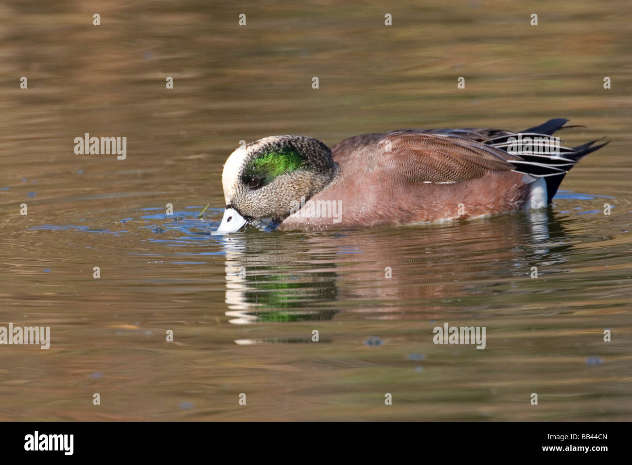 Male american wigeon wing hi-res stock photography and images - Alamy