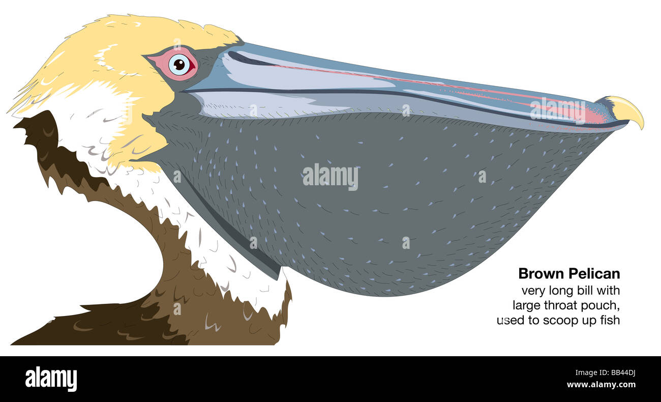 Head of a brown pelican (Pelecanus occidentalis Stock Photo - Alamy