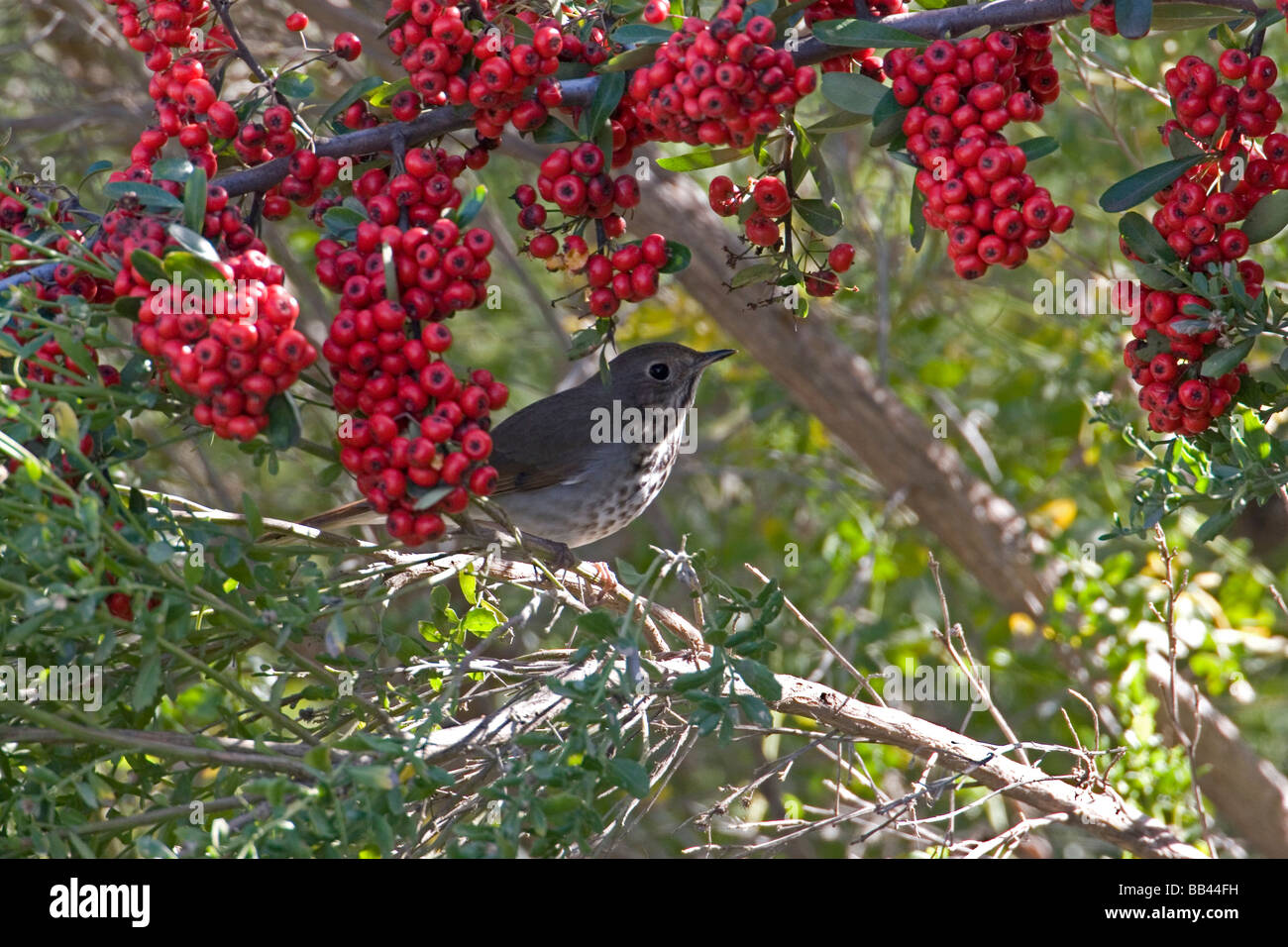Shy thrush hi-res stock photography and images - Alamy