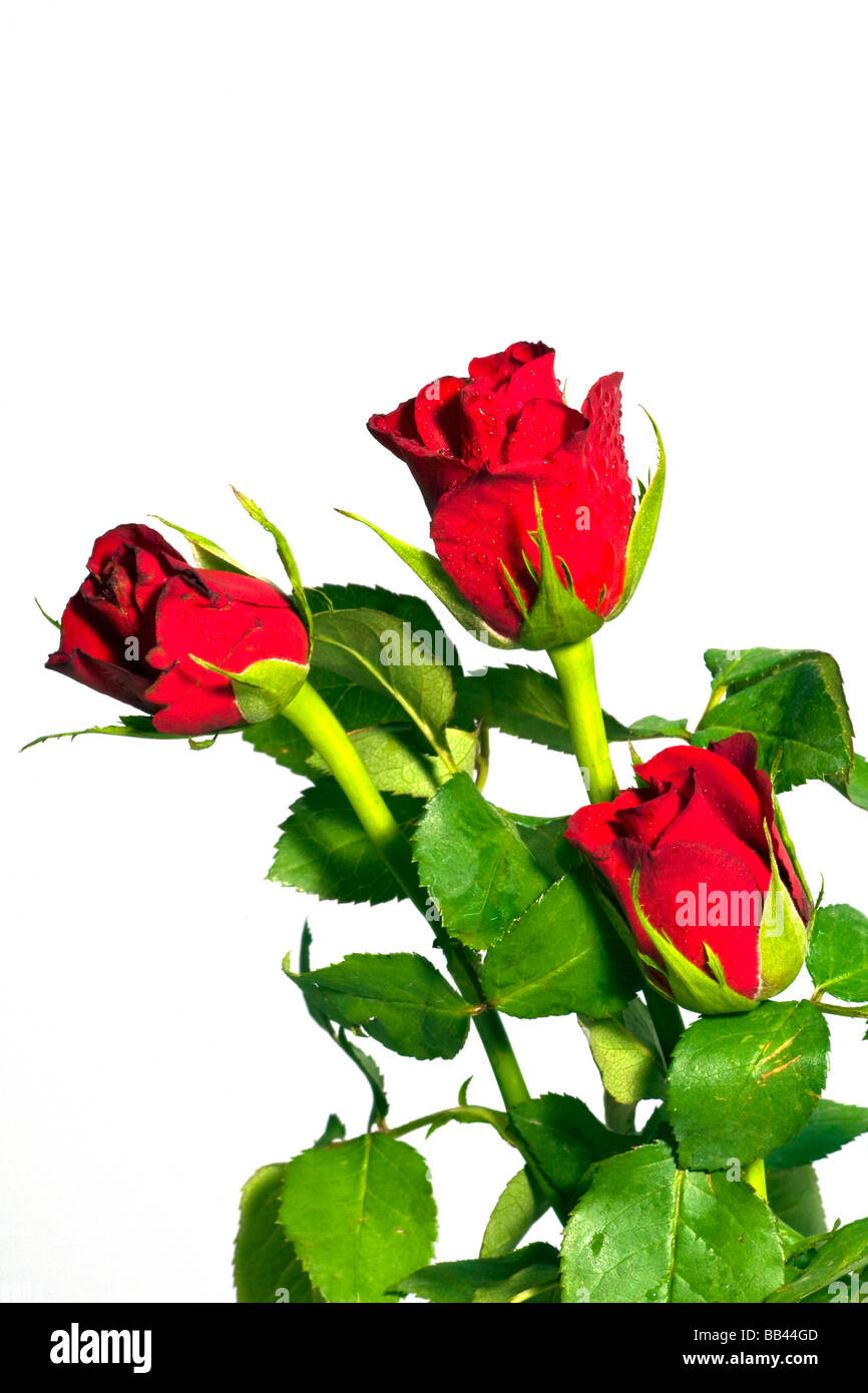 Three red roses bouquet Stock Photo - Alamy