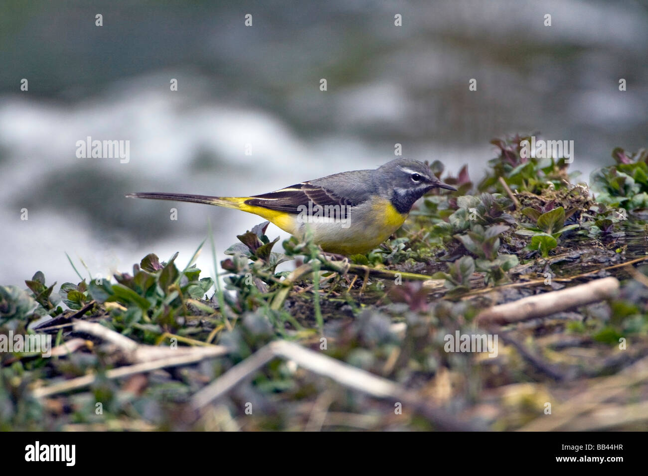 Grey wagtail motacilla cinerea bird hi-res stock photography and images ...