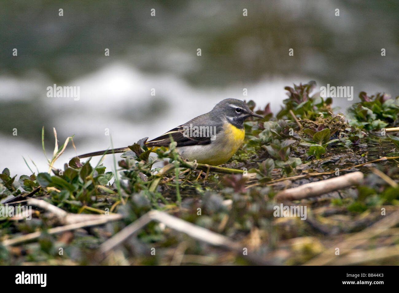 Grey wagtail motacilla cinerea bird hi-res stock photography and images ...