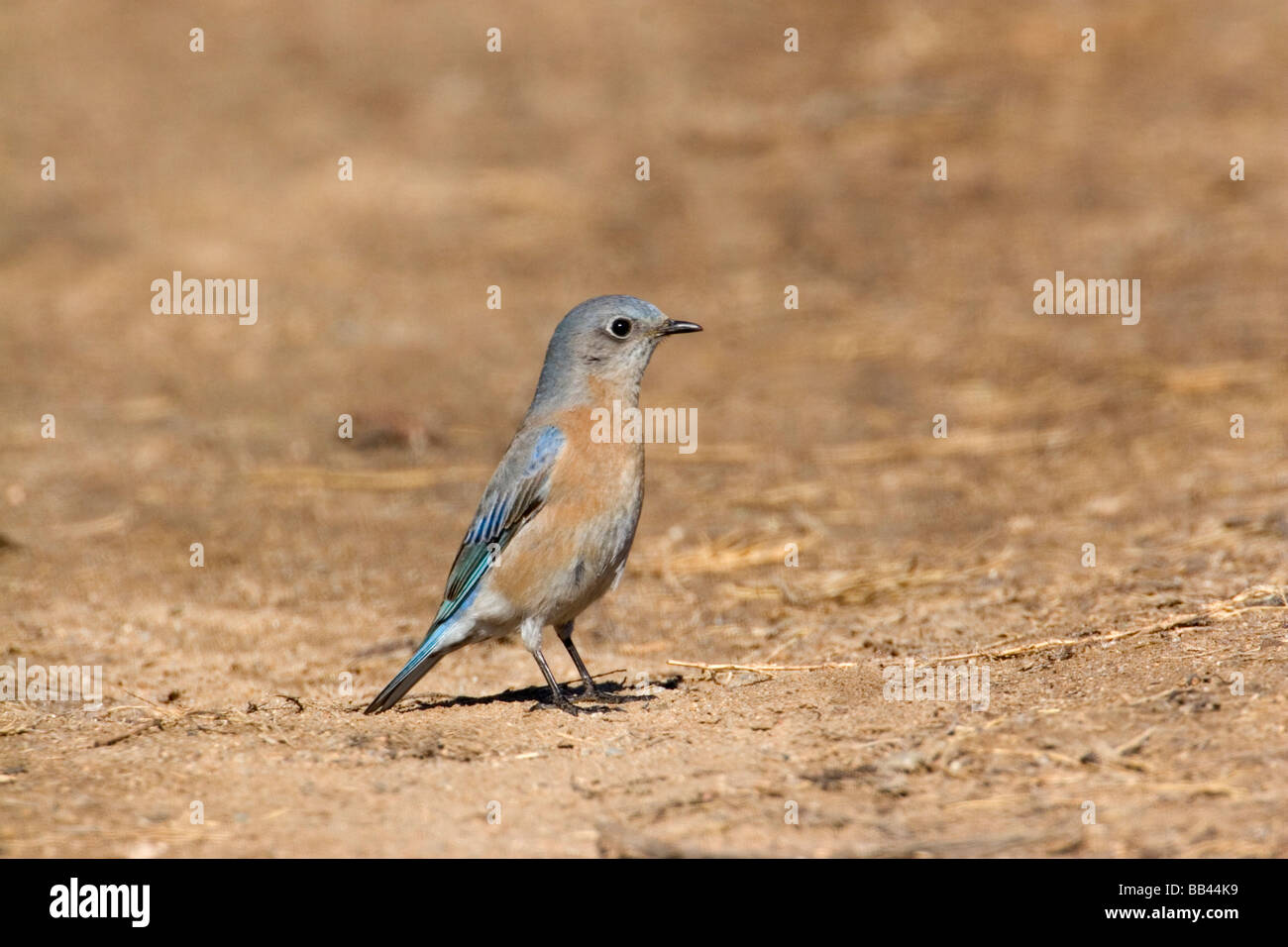 Western bluebird female hi-res stock photography and images - Alamy