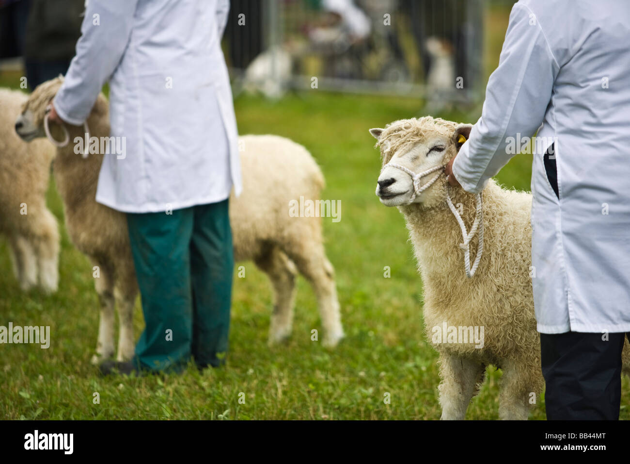 Cotswold Lion sheep & owner lined up for judging at a rural farm show ...