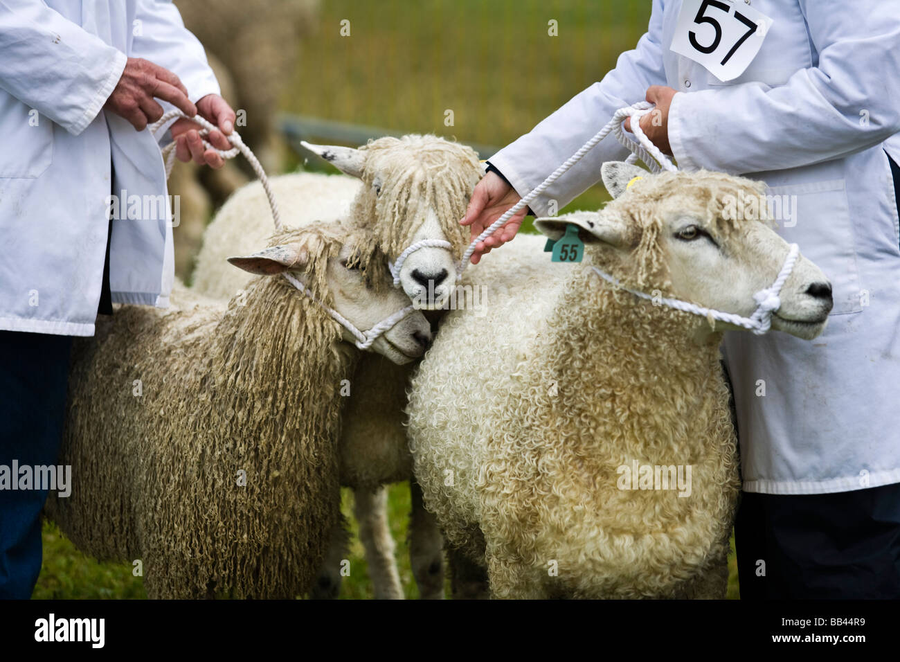 Cotswold Lion sheep lined up for judging at a rural farm show, The ...
