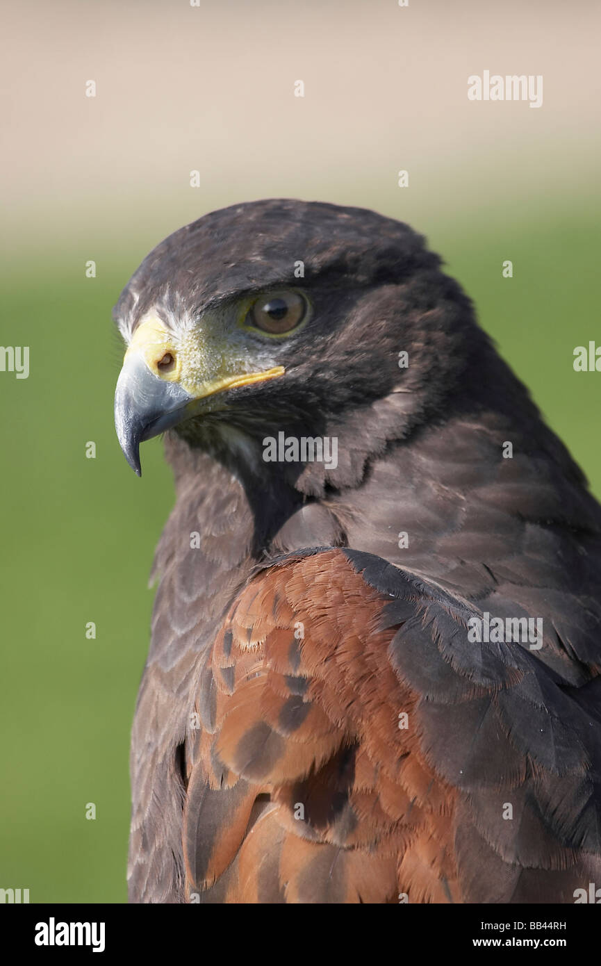 Portrait of a Harris Hawk Stock Photo - Alamy