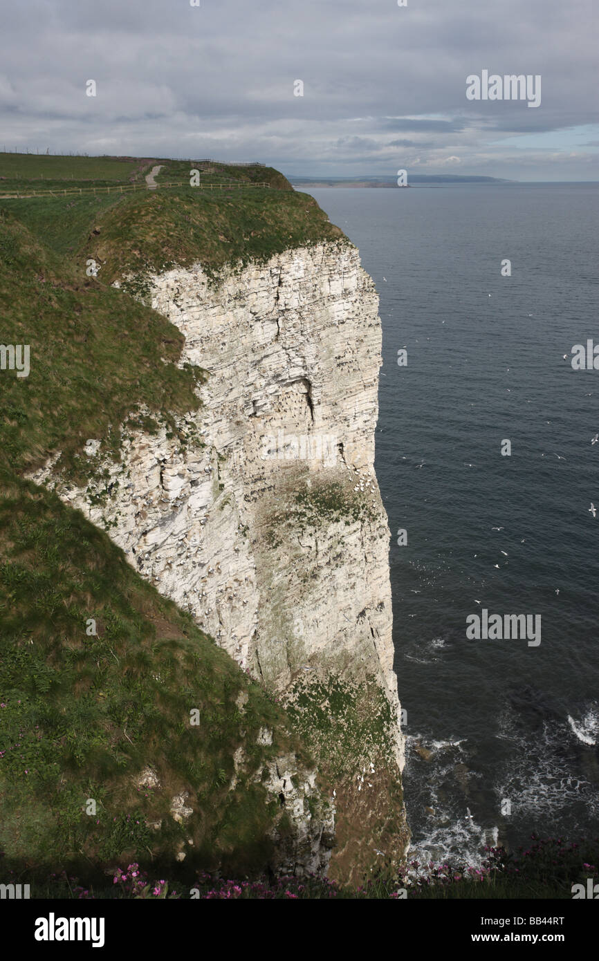 Bempton Cliffs RSPB reserve Yorkshire Stock Photo - Alamy