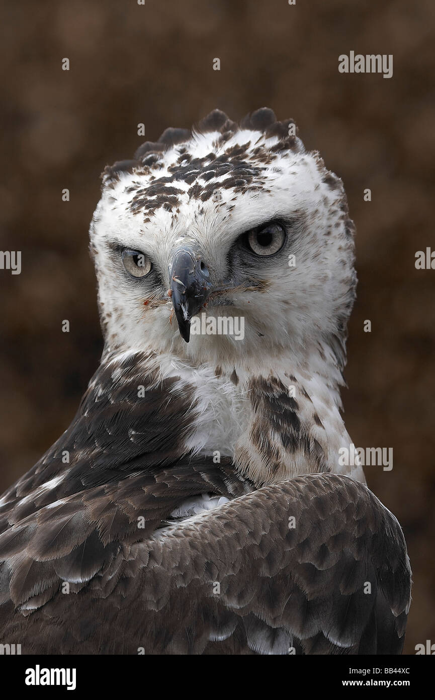 Martail hi-res stock photography and images - Alamy