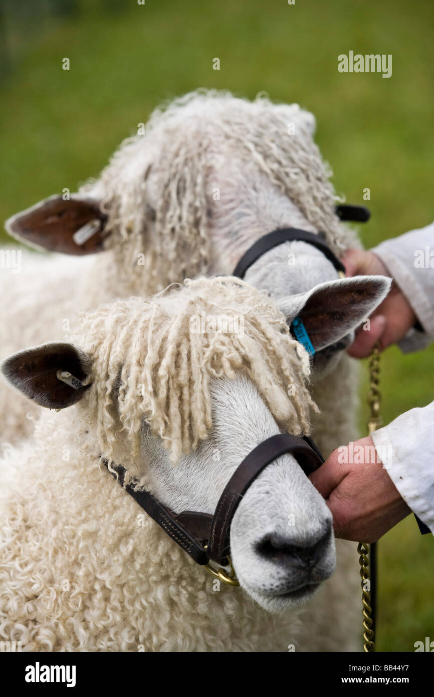 Cotswold Lion sheep lined up for judging at a rural farm show, The ...