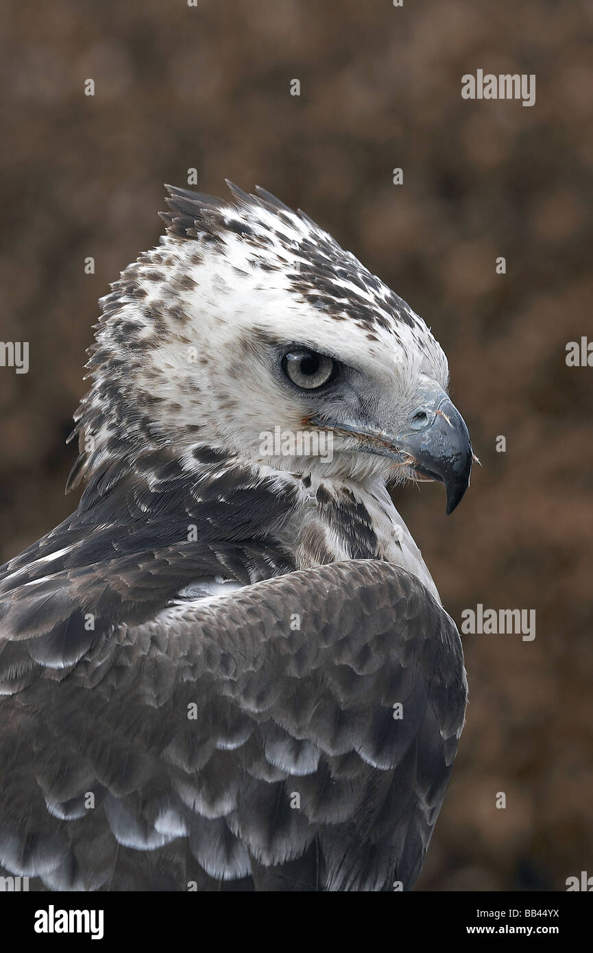 Portrait of a Martail Eagle Stock Photo - Alamy