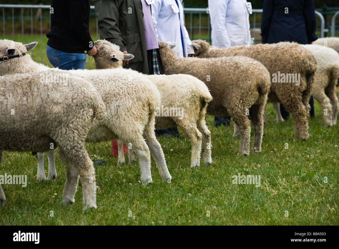 Sheep lined up for judging at a rural farm show, The Cotswold Show 2008 ...