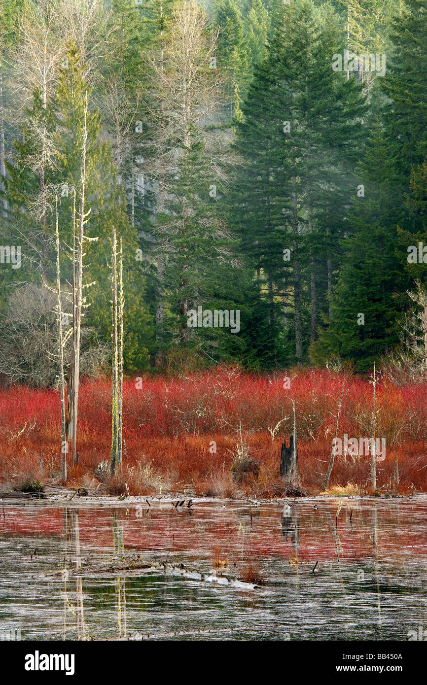 Belfair washington hi-res stock photography and images - Alamy