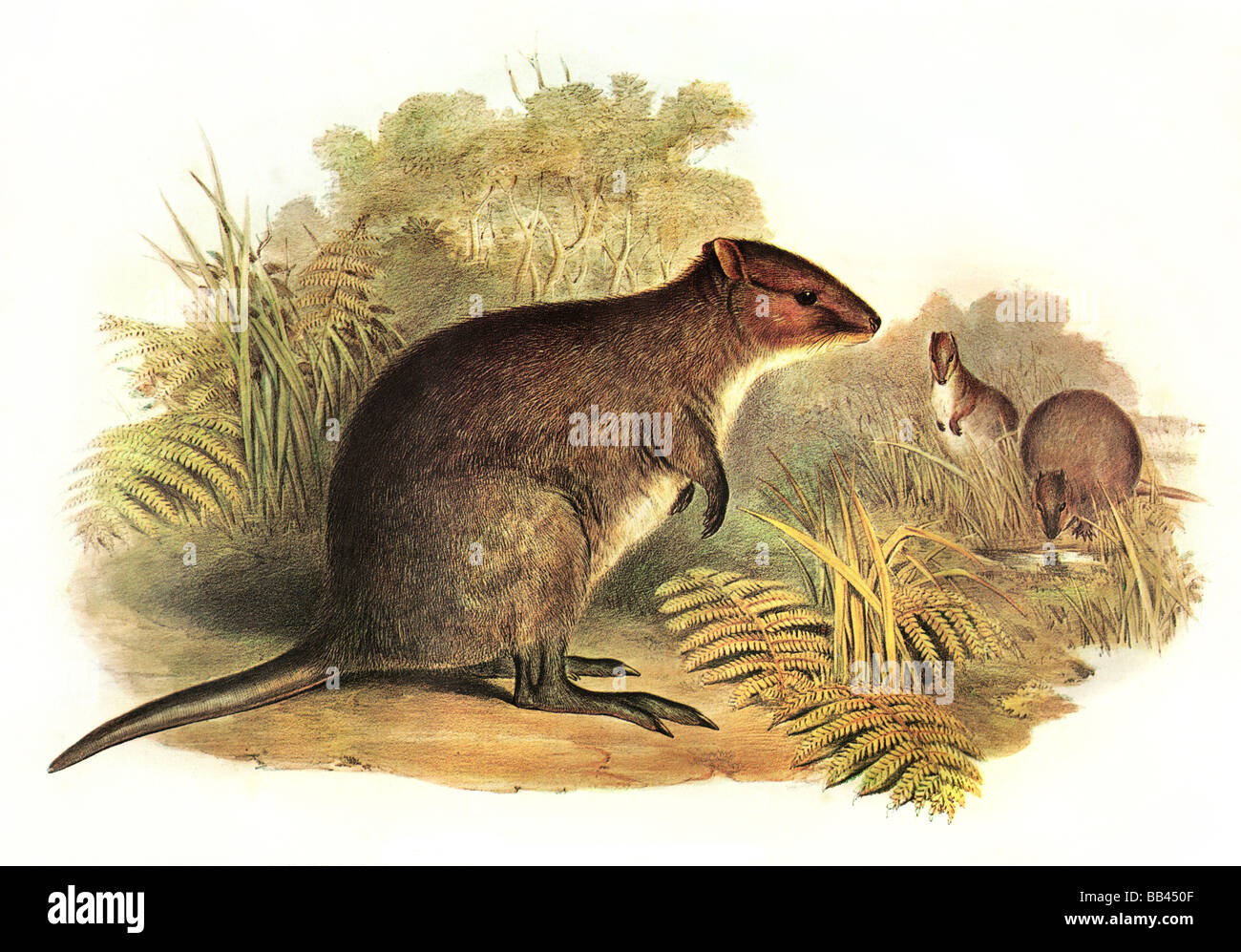 Illustration of The Quokka,Setonix brachyurus Stock Photo - Alamy
