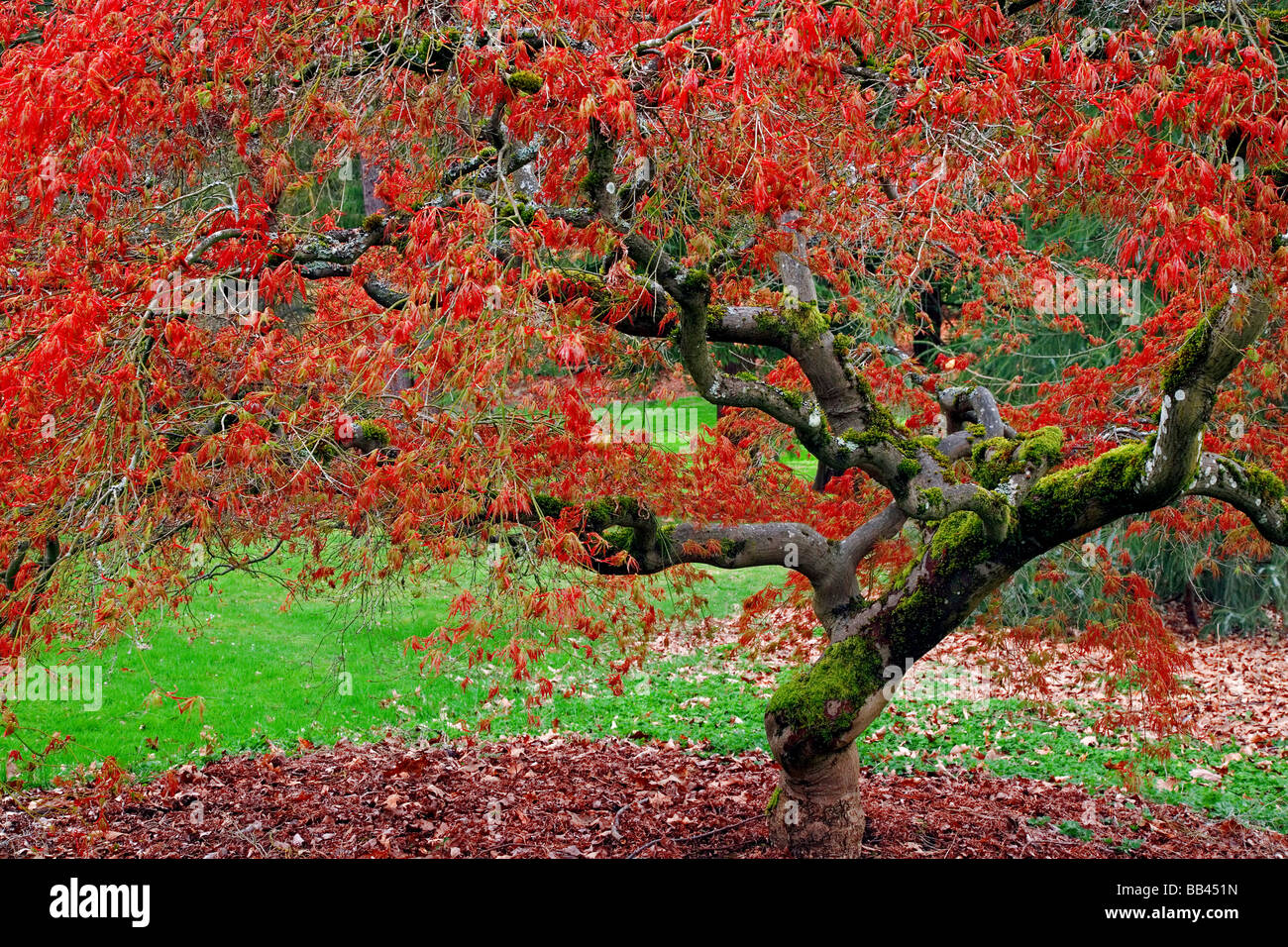 USA, Washington, Seattle. Japanese maple tree in the Washington Park ...