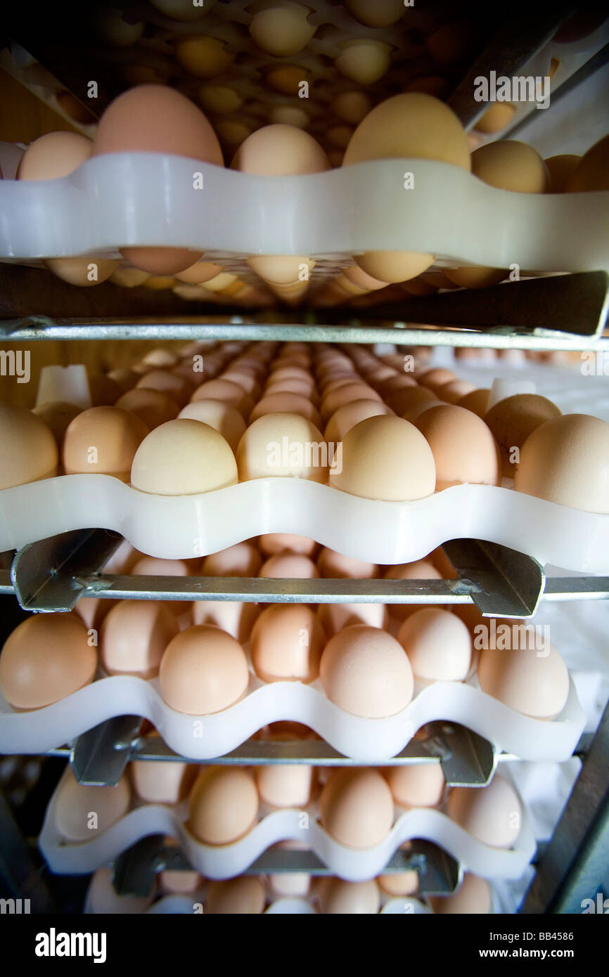 Dozens of eggs await transport to a grow out farm, Alabama Stock Photo ...