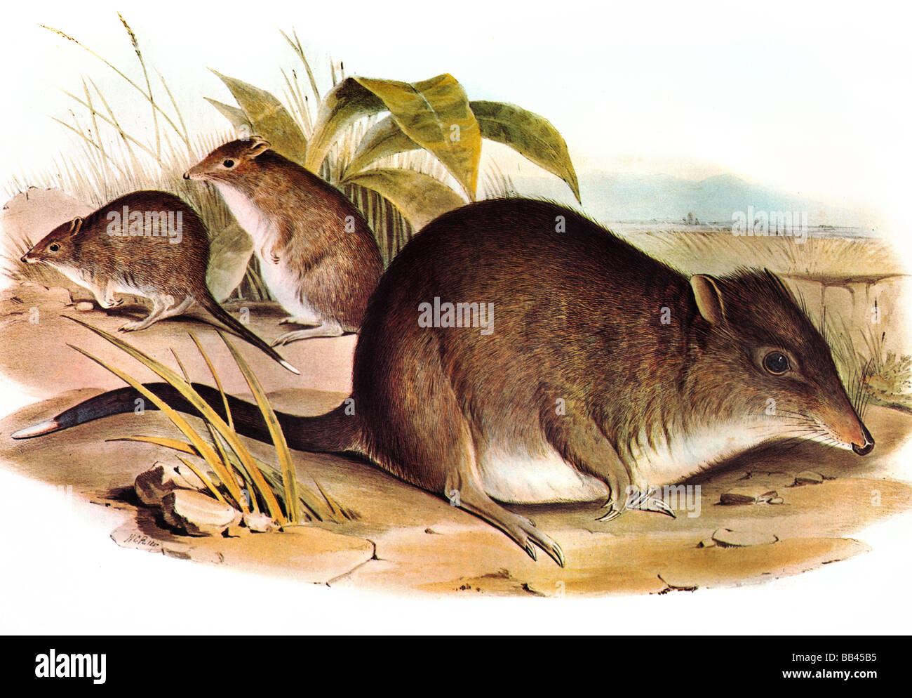 Illustration of The Long-nosed Potoroo,Potorous tridactylus Stock Photo ...