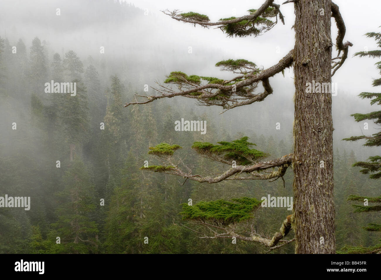 USA; Washington; Mount Rainier National Park. Tree in fog Stock Photo ...