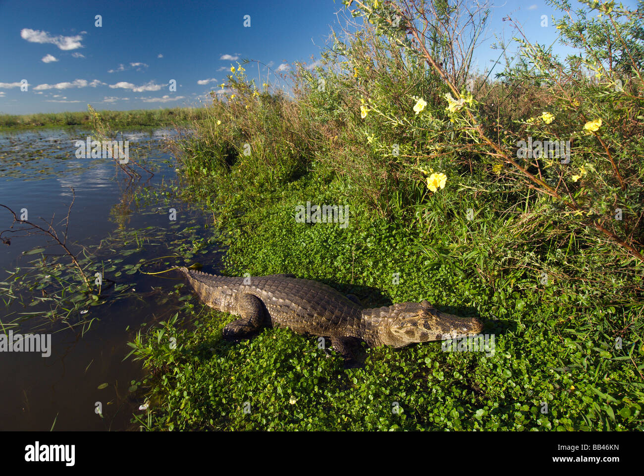 Laguna Ibera, Esteros del Ibera, Corrientes Province Stock Photo - Alamy