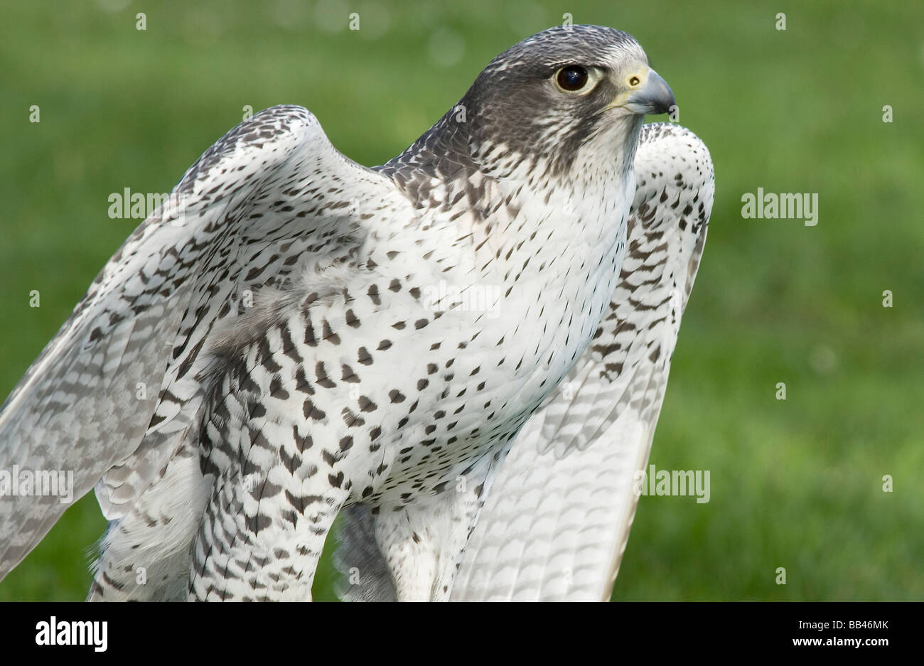 USA,Washington,Seattle,Woodland Park Zoo. Close-up of Gyrfalcon, the ...