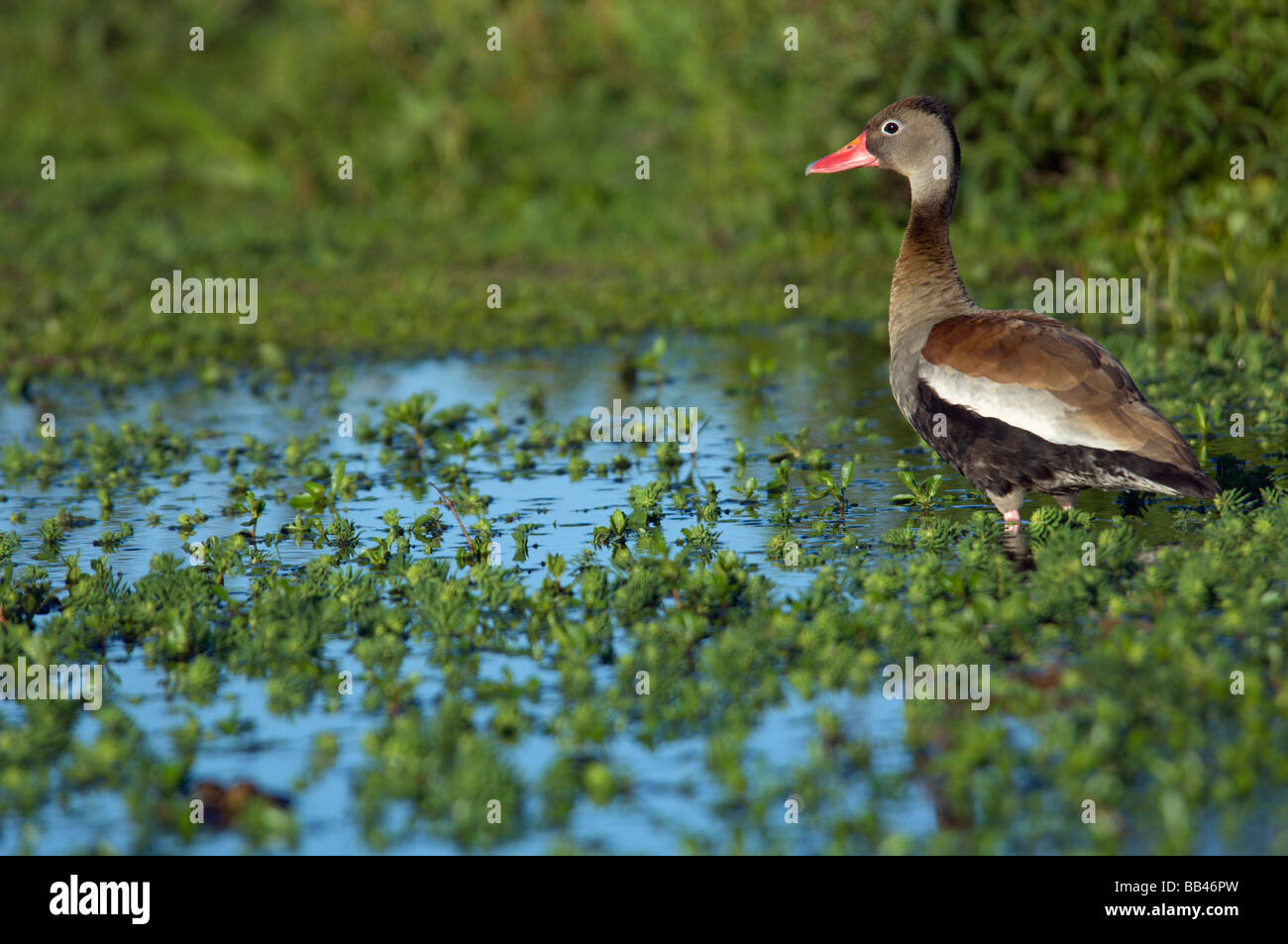 A Black-bellied whistling duck (Dendrocygna autumnalis) walks along the ...