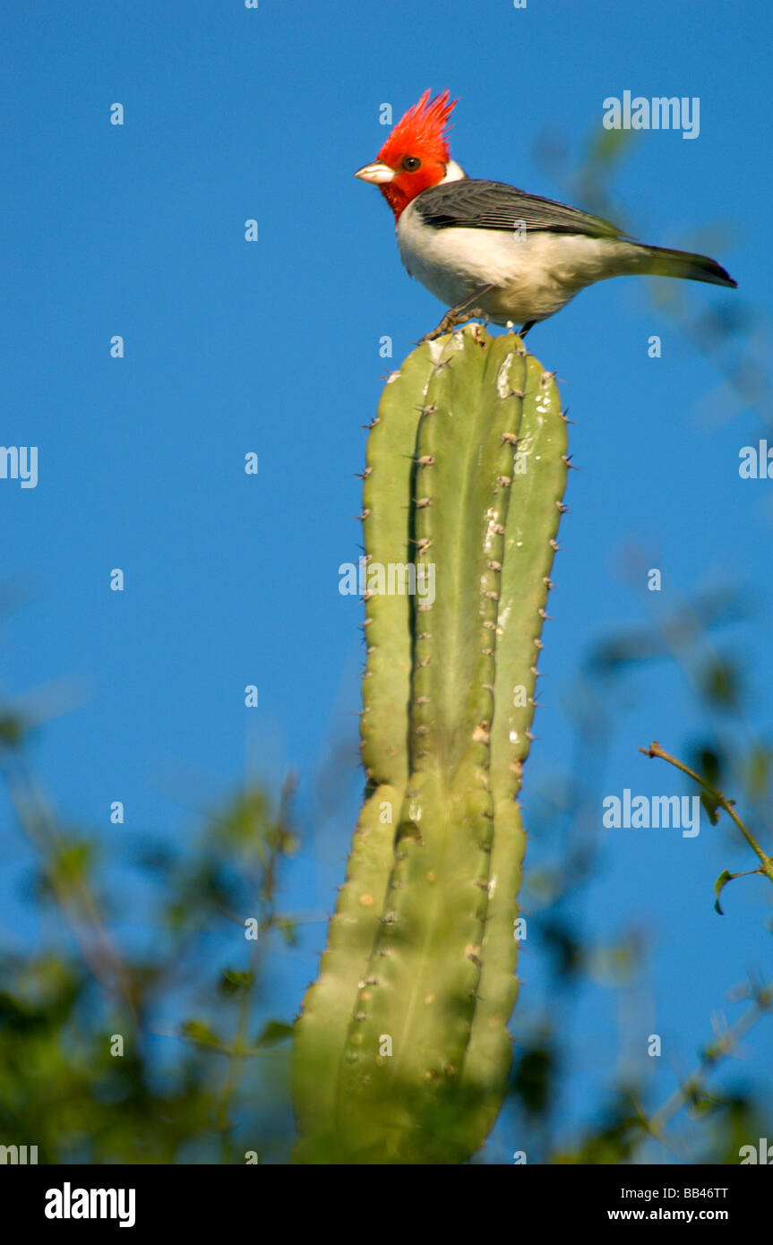 A Red-crested Cardinal (Paroaria coronata) perches on a cactus at ...