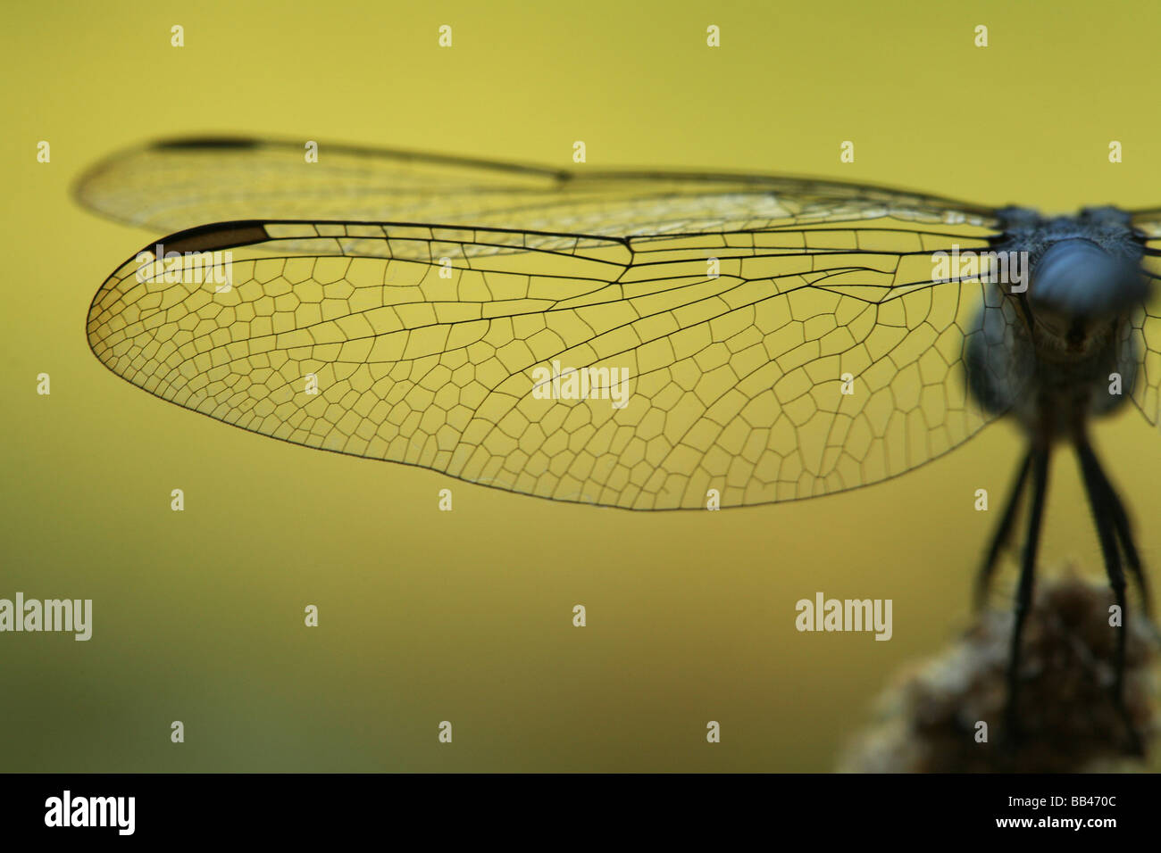 The structure of a dragonfly wing, California. (Macro Stock Photo - Alamy