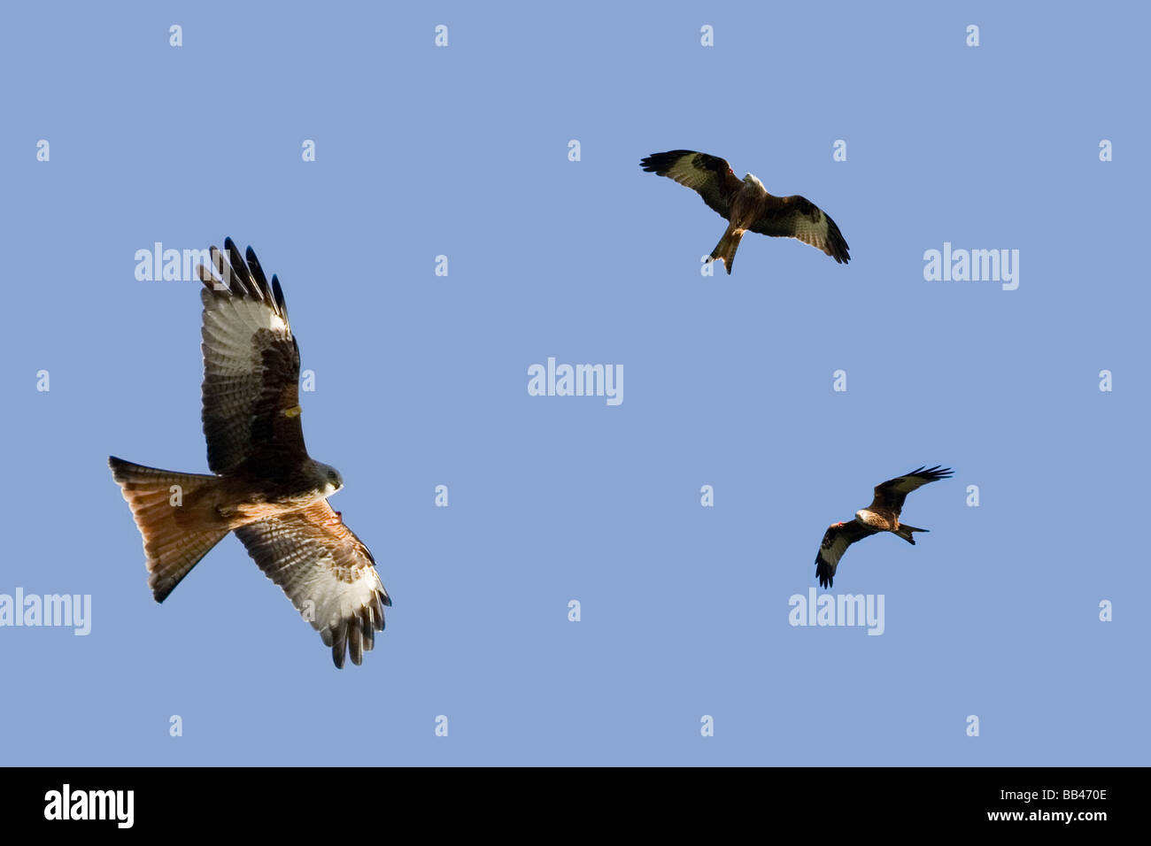 Red Kite Harewood Estate Leeds West Yorkshire UK Stock Photo - Alamy
