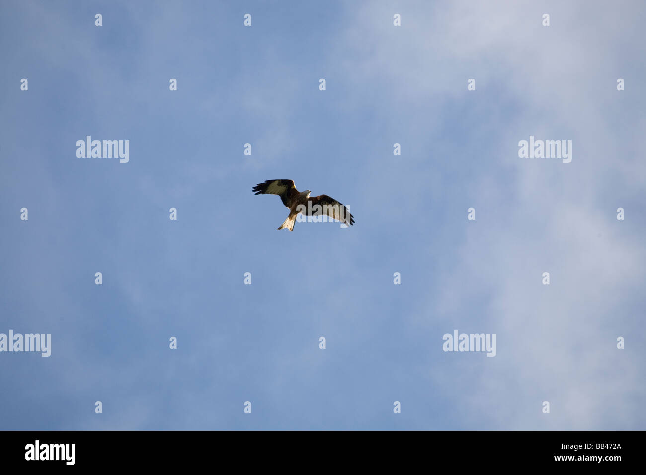 Red Kite Harewood Estate Leeds West Yorkshire UK Stock Photo - Alamy