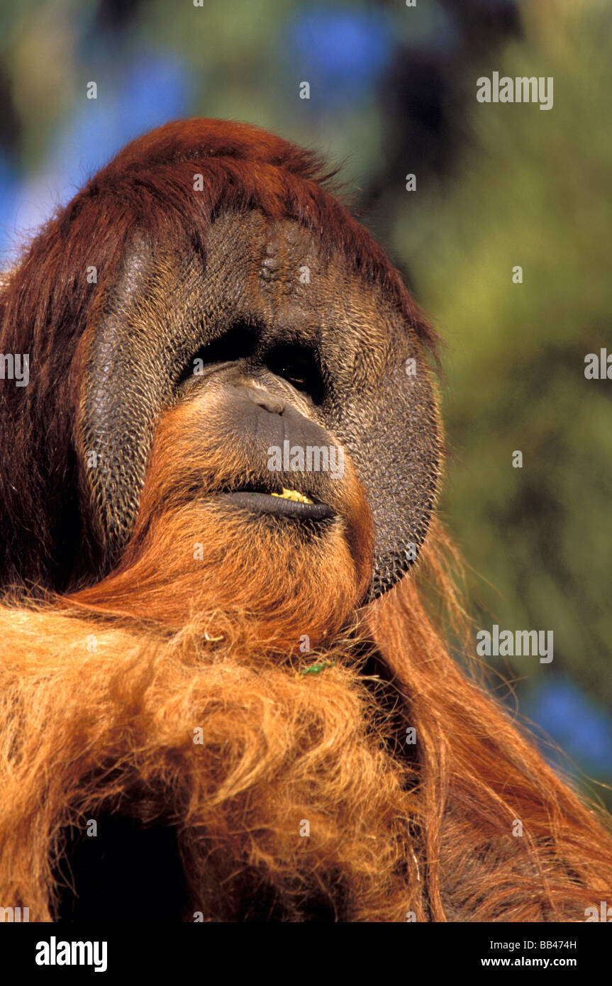 USA, California, San Diego Zoo. Captive orangutans, pongo pygmaeus ...