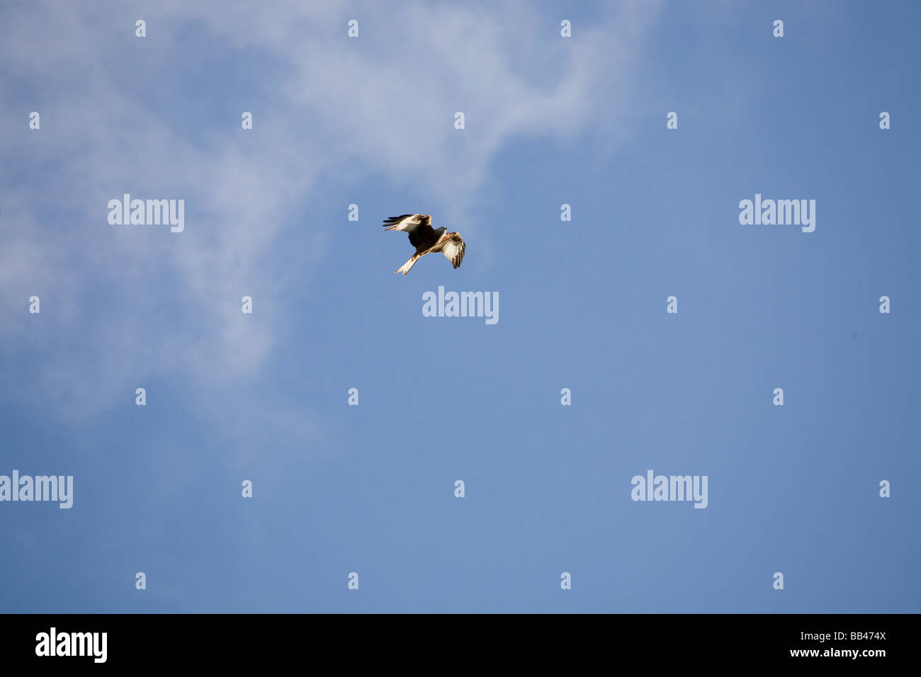 Red Kite Harewood Estate Leeds West Yorkshire UK Stock Photo - Alamy