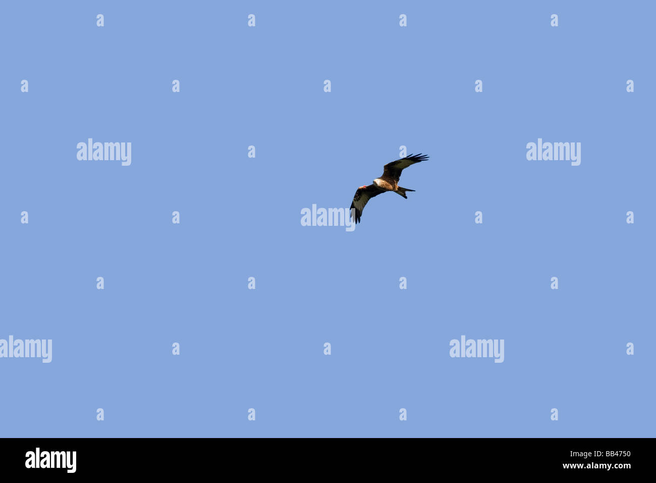 Red Kite Harewood Estate Leeds West Yorkshire UK Stock Photo - Alamy