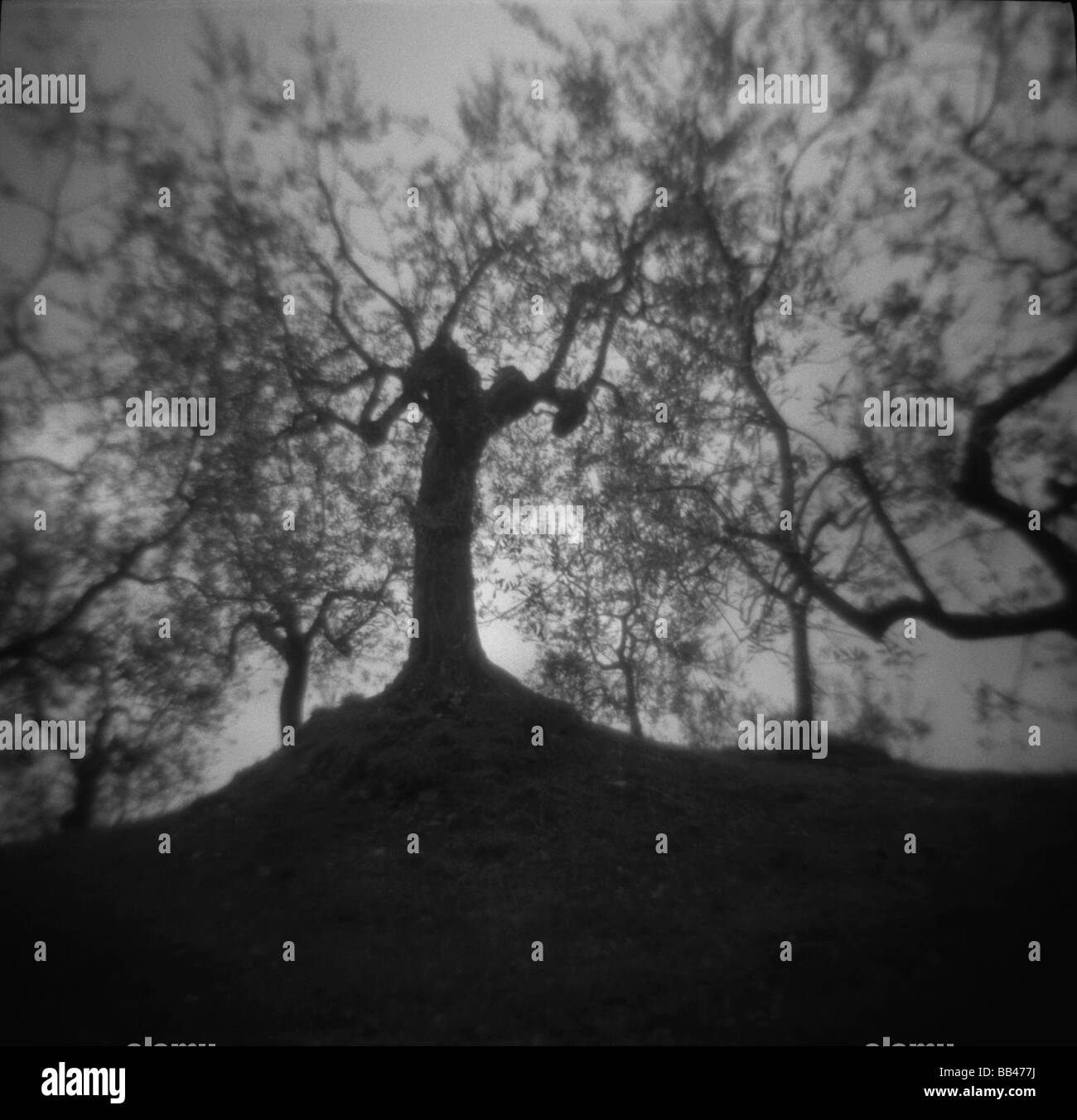Crooked trees Black and White Stock Photos & Images - Alamy