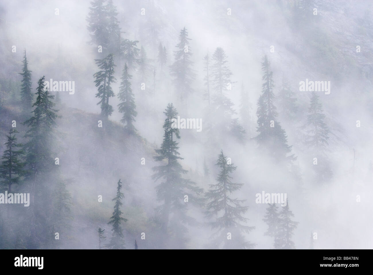 USA, Washington, Mount Baker Wilderness, Cascade Mountains. Dense fog ...