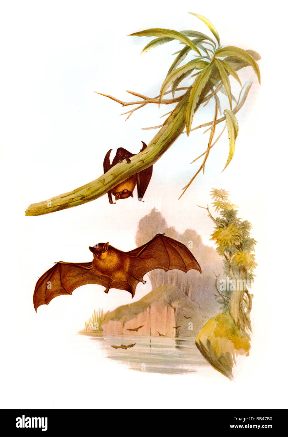 Illustration of the Eastern Forest Bat (Vespadelus pumilus Stock Photo ...