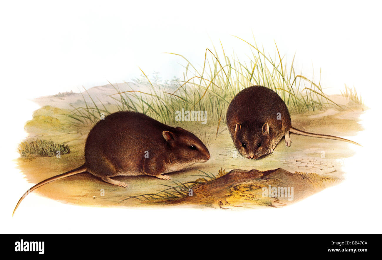 Australian native rodents hi-res stock photography and images - Alamy