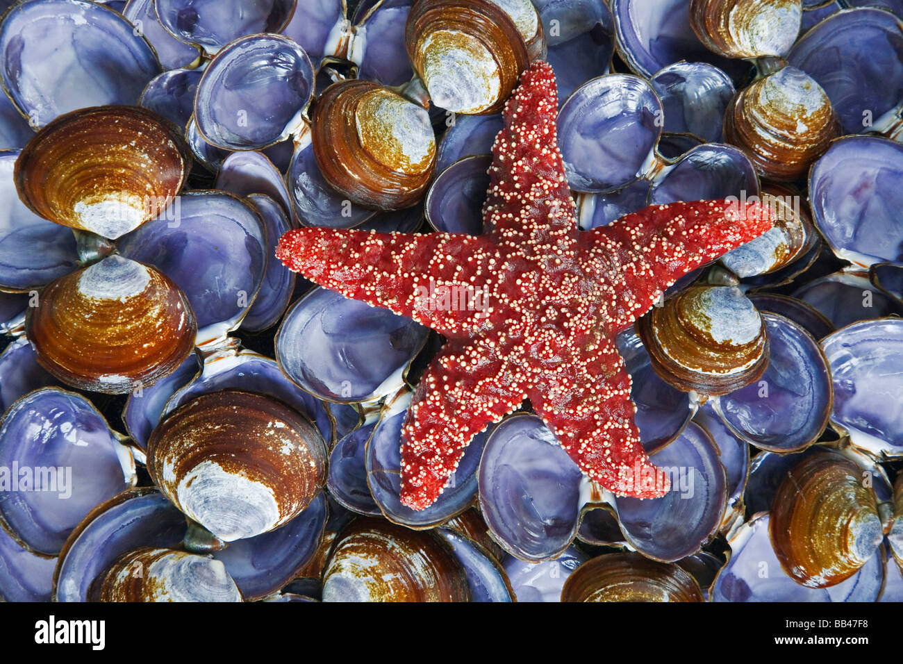 USA, Washington, Hood Canal, Seabeck. Close-up of starfish and clam ...