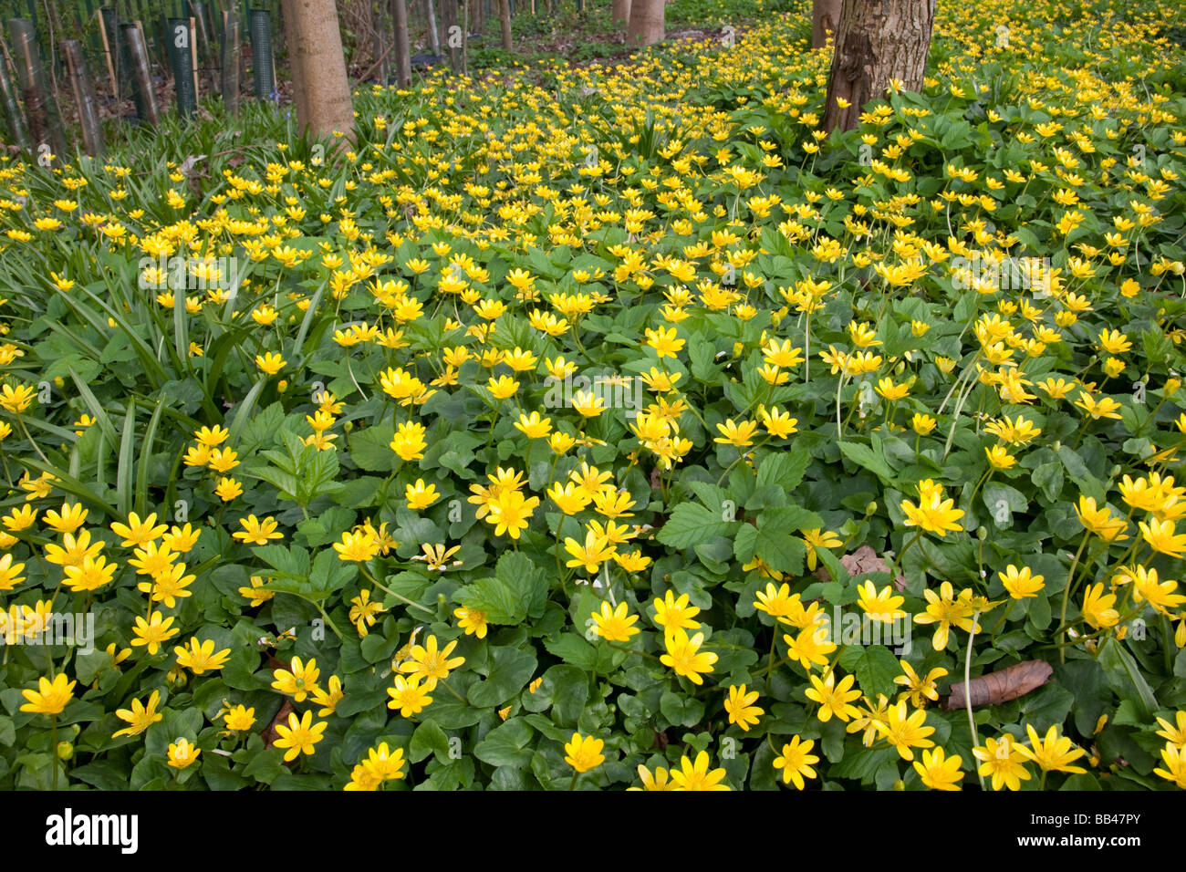 Lesser celandine Ranunculus ficaria also known as pilewort in flower in ...