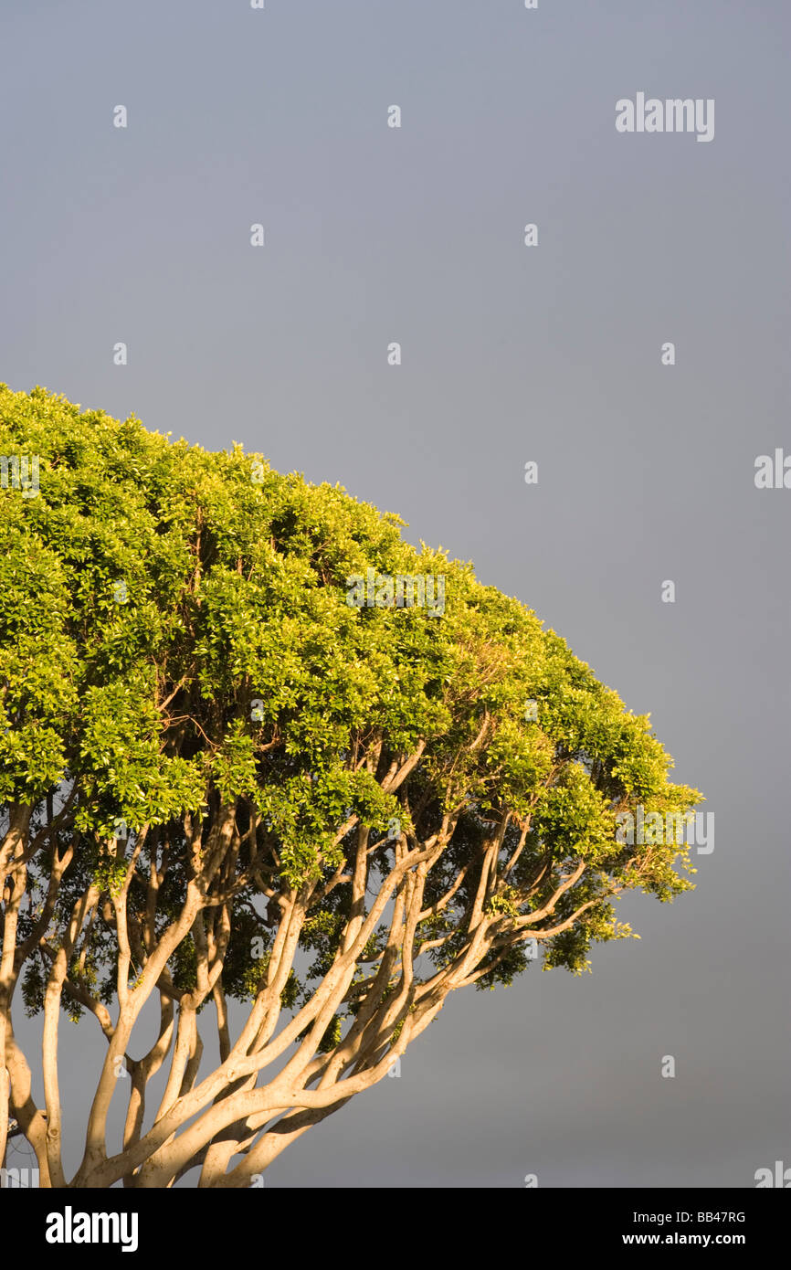 NA, USA, California, Santa Barbara, Banyan Tree at Dusk (RF Stock Photo ...
