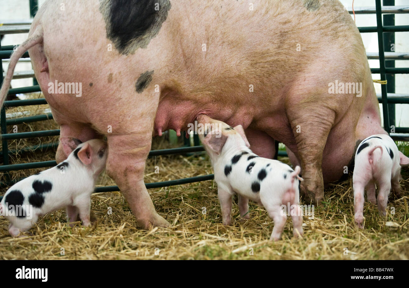 Gloucestershire old spot pig hi-res stock photography and images - Alamy