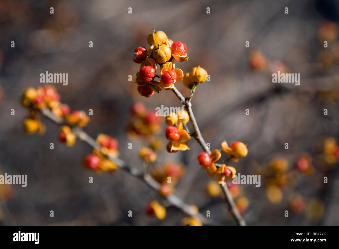 Bittersweet berries in Beijing, China Stock Photo - Alamy