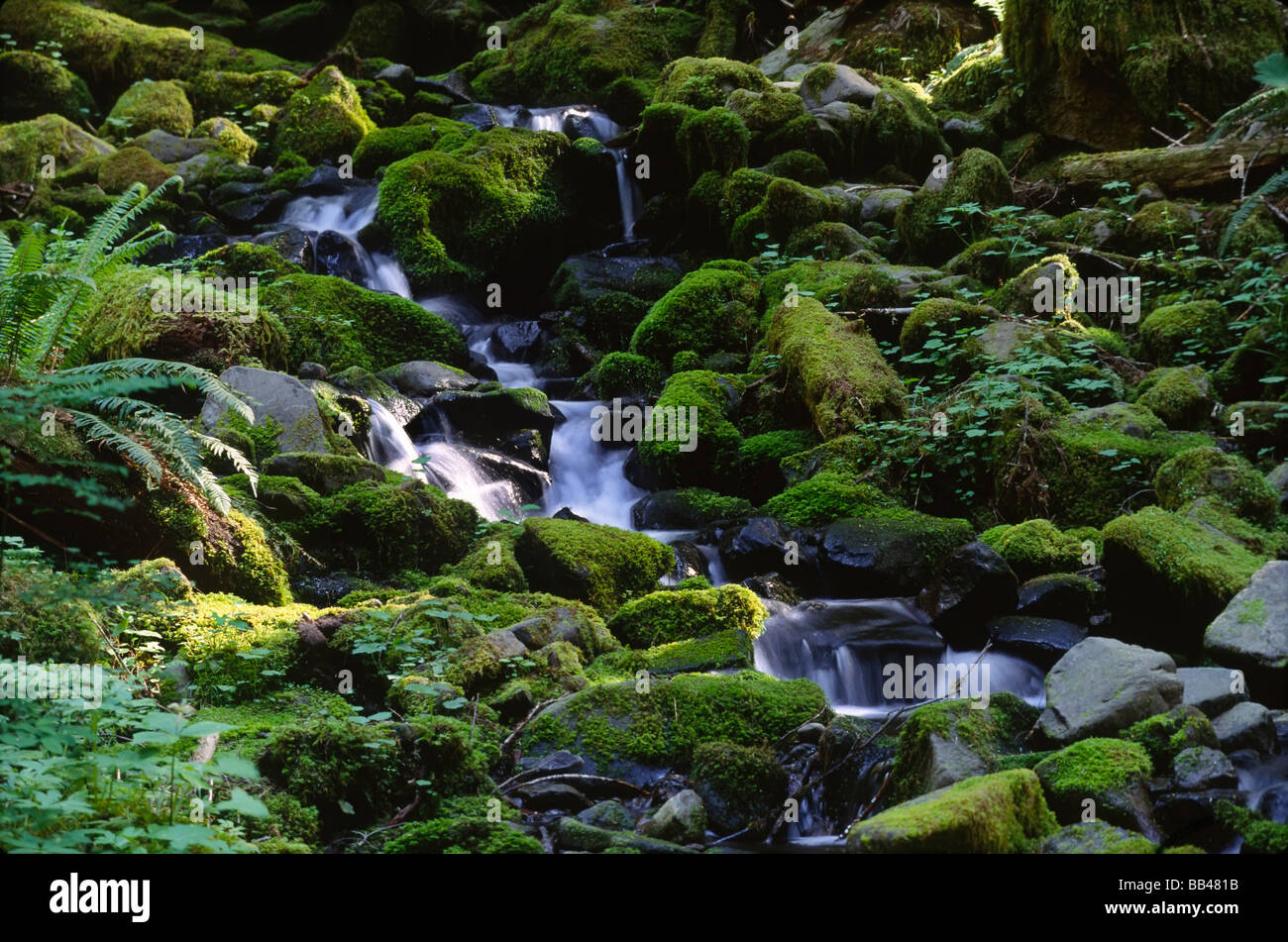 North America, USA, Washington, Olympic National Park. A small stream ...