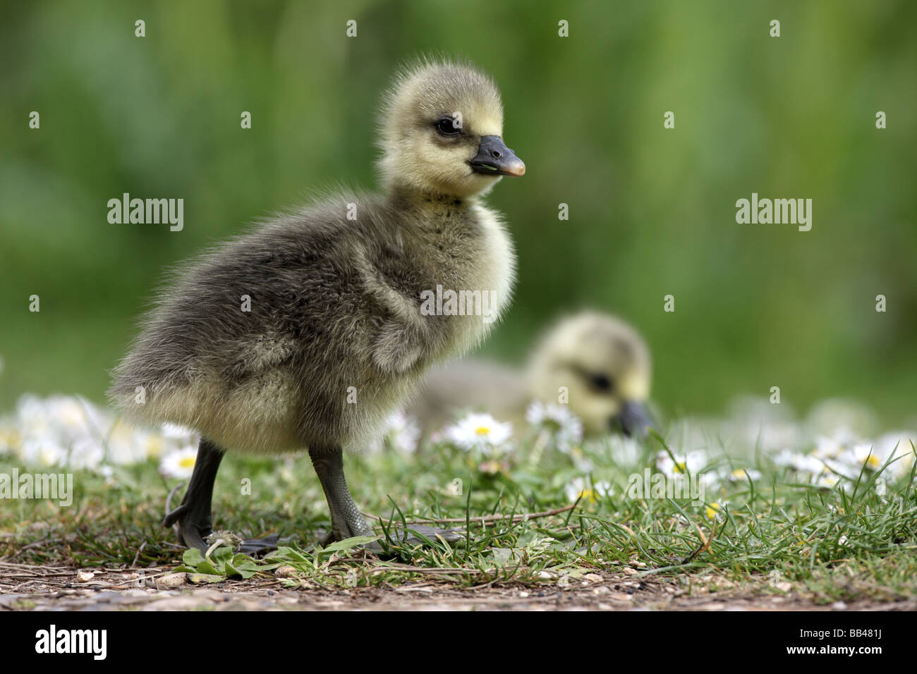 Greylag goose Anser anser chick London spring Stock Photo - Alamy
