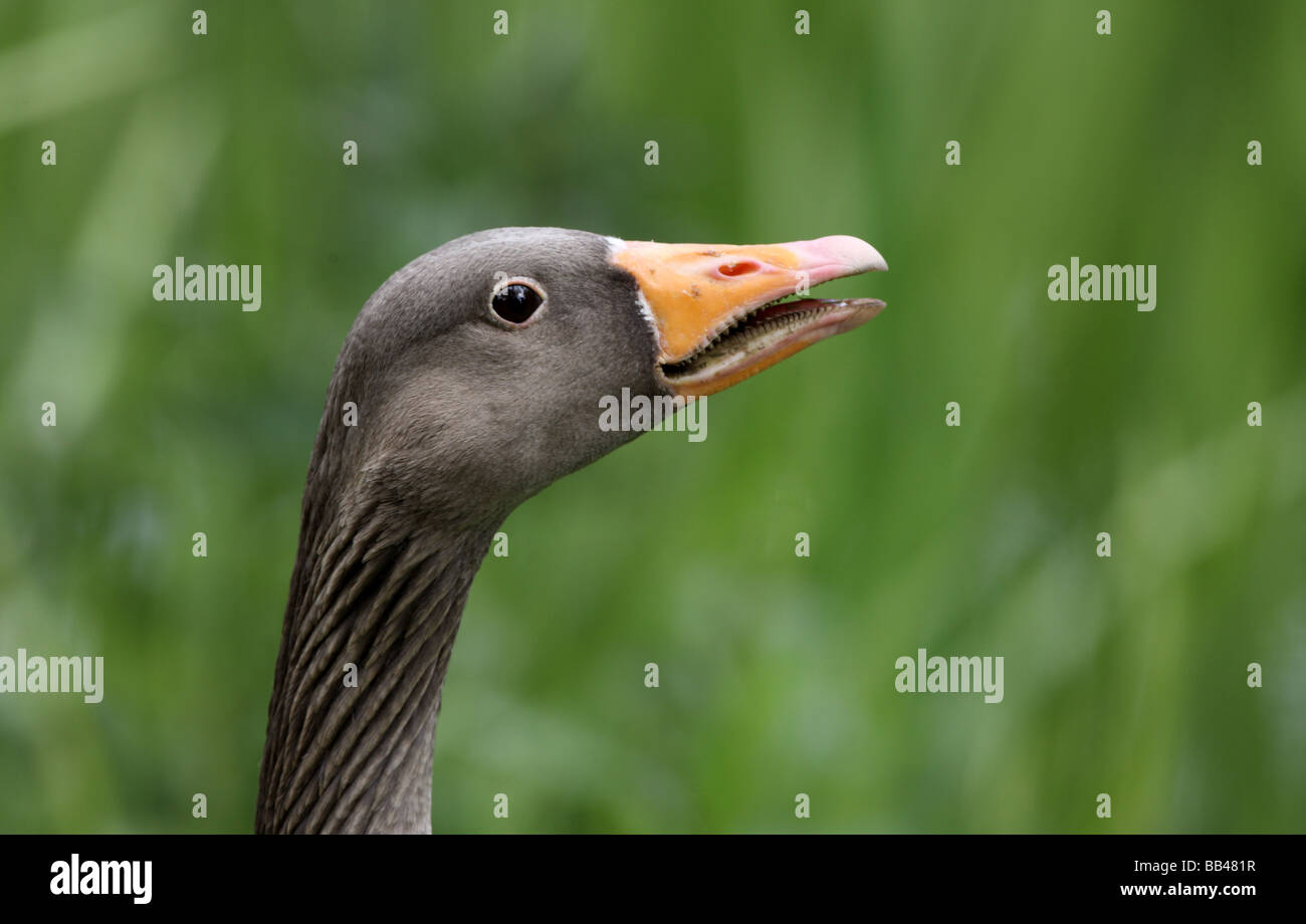 Greylag goose chick uk hi-res stock photography and images - Alamy