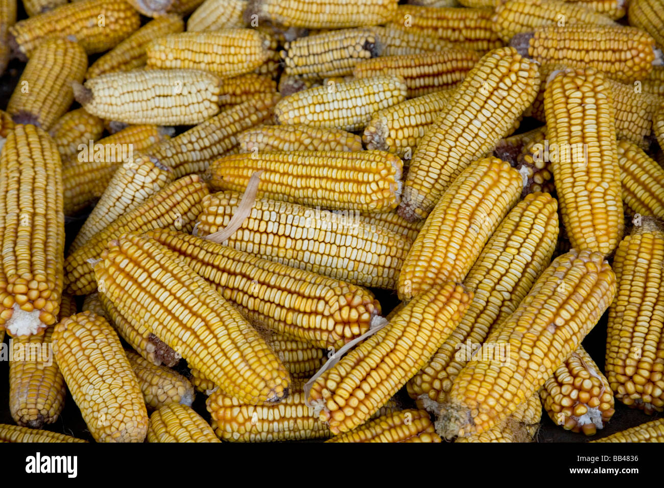 Corn drying in Yunnan Province, China Stock Photo - Alamy
