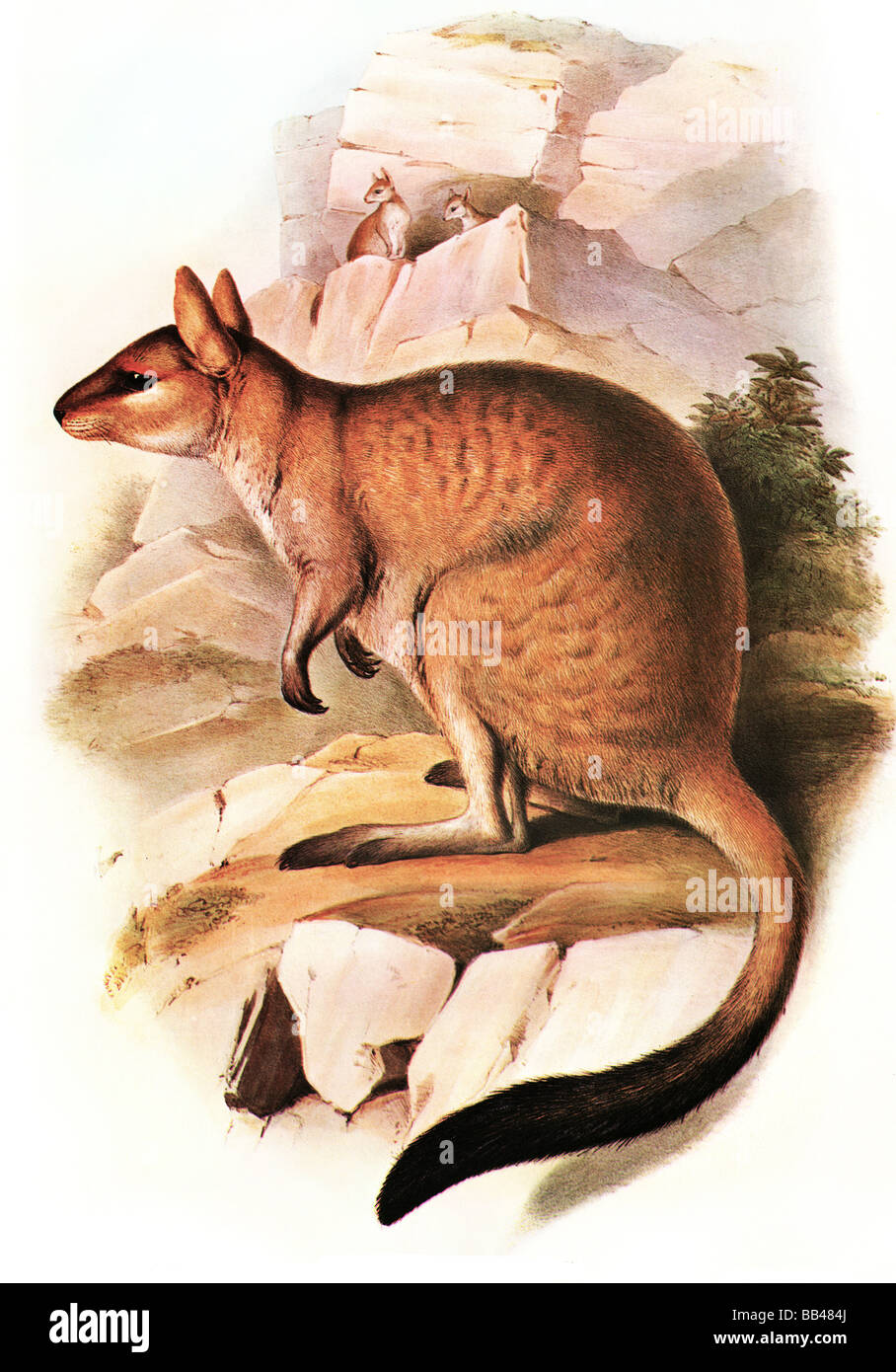 Illustration of the Nabarlek (Petrogale concinna Stock Photo - Alamy
