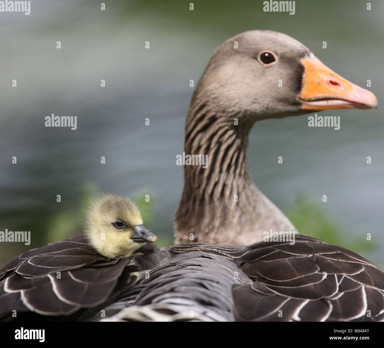 Greylag goose Anser anser chick London spring Stock Photo - Alamy