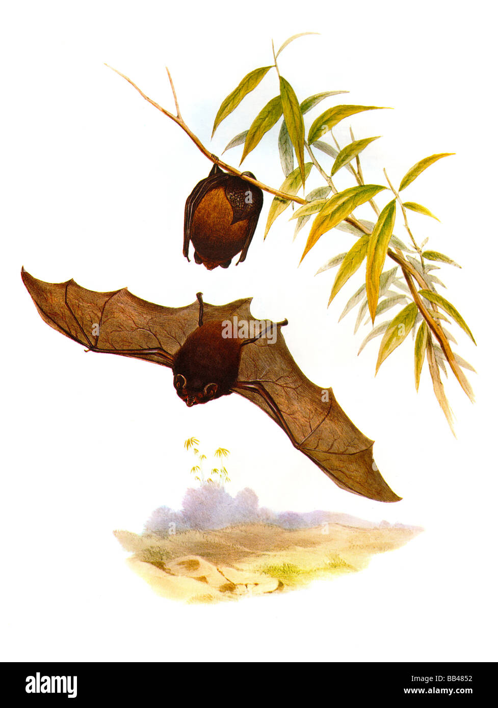 Illustration of Gould's Wattled Bat (Chalinolobus gouldii Stock Photo ...