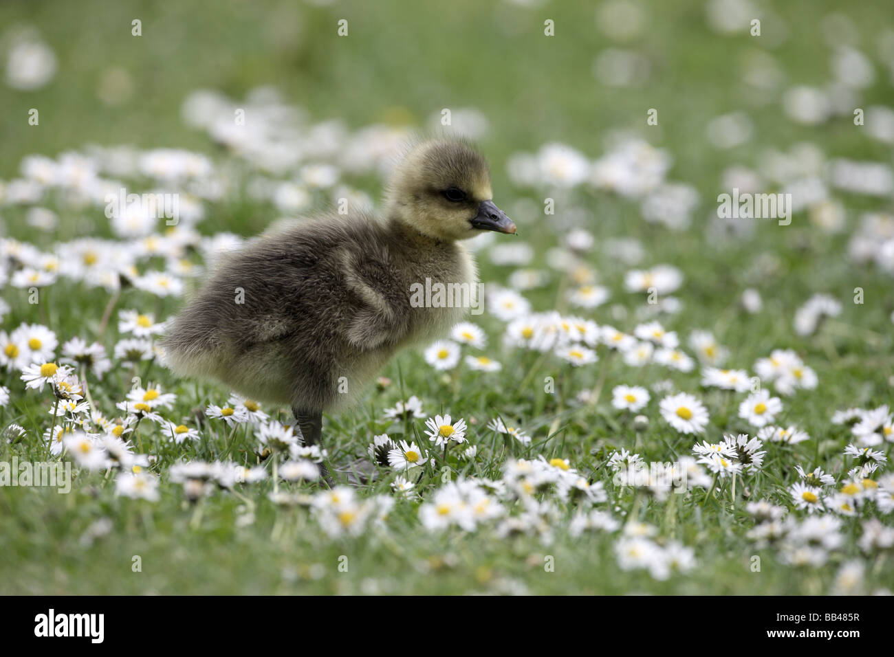 Greylag goose chick uk hi-res stock photography and images - Alamy
