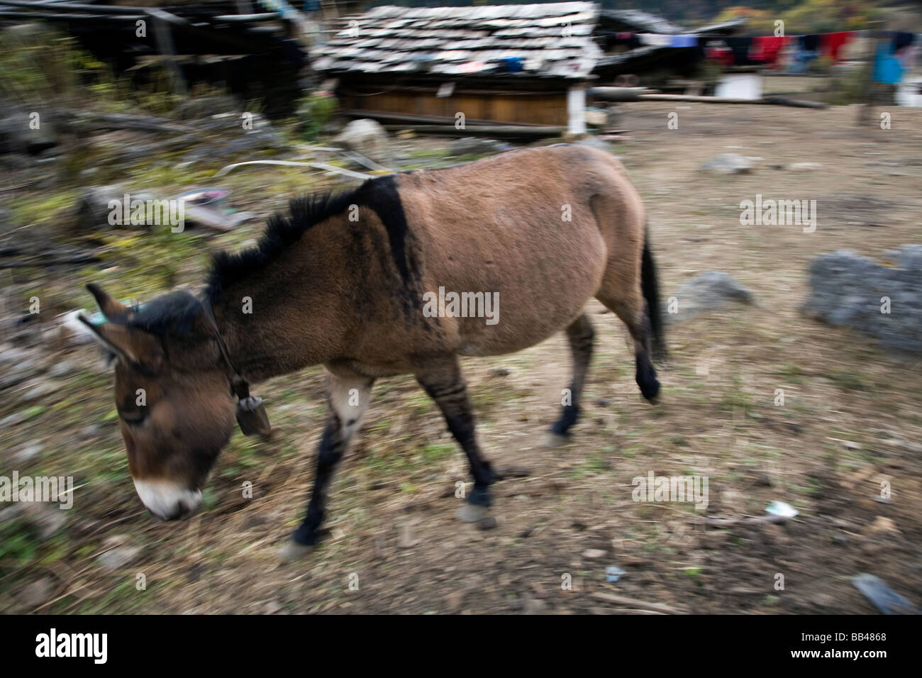 A mule in a rural Chinese village in Yunnan Province, China Stock Photo ...